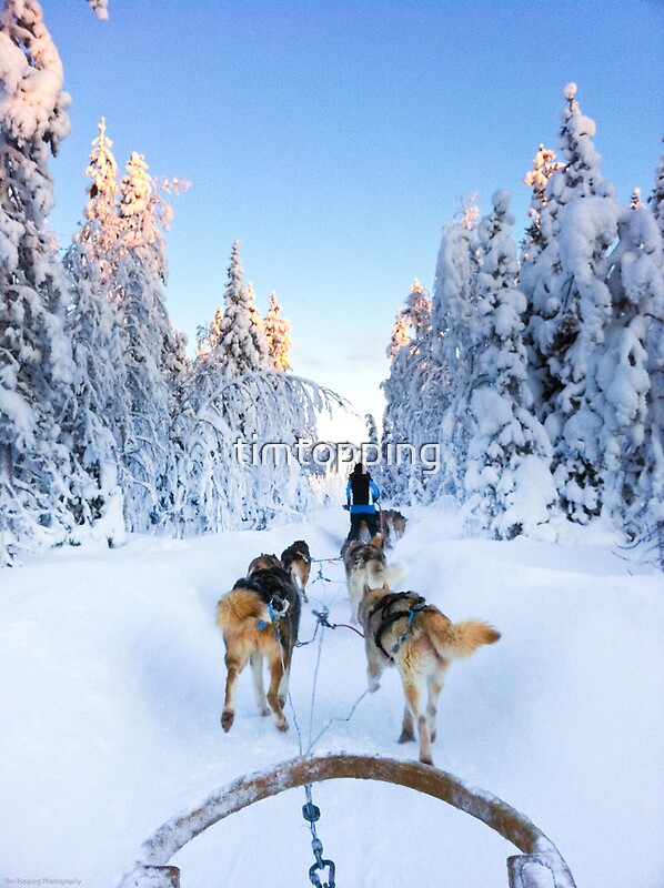 "Husky Sledge, Lapland" by Tim Topping | Redbubble