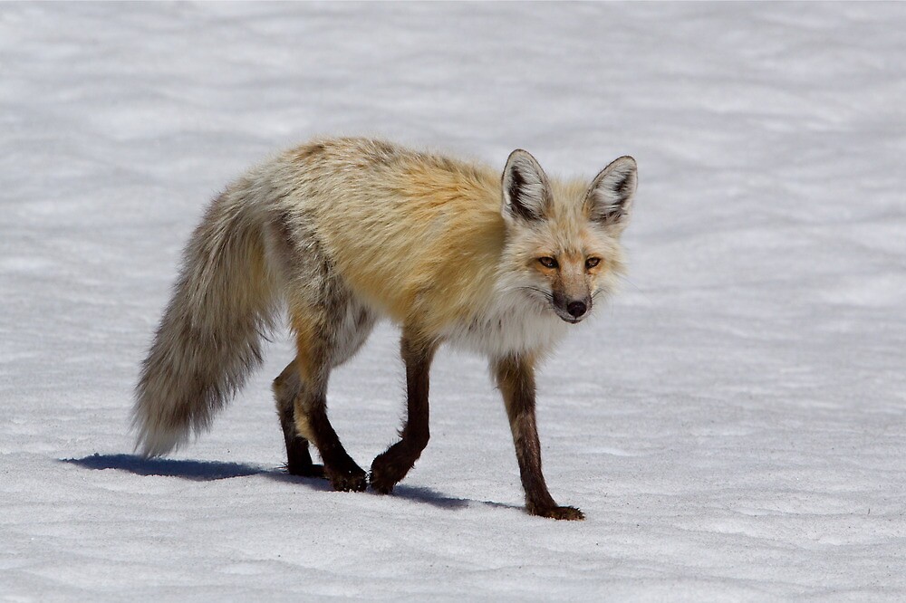 "Red Fox in Snow, Yellowstone National Park" by TomReichner | Redbubble