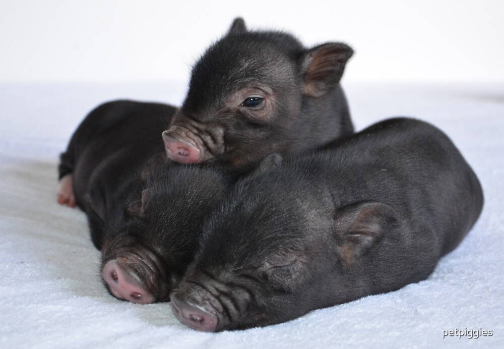 "Micro Pigs in Group Hug" by petpiggies | Redbubble