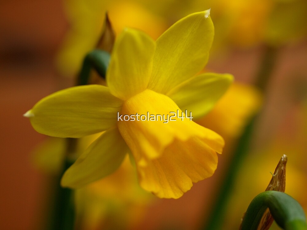 "Look this way, pretty" by kostolany244 | Redbubble