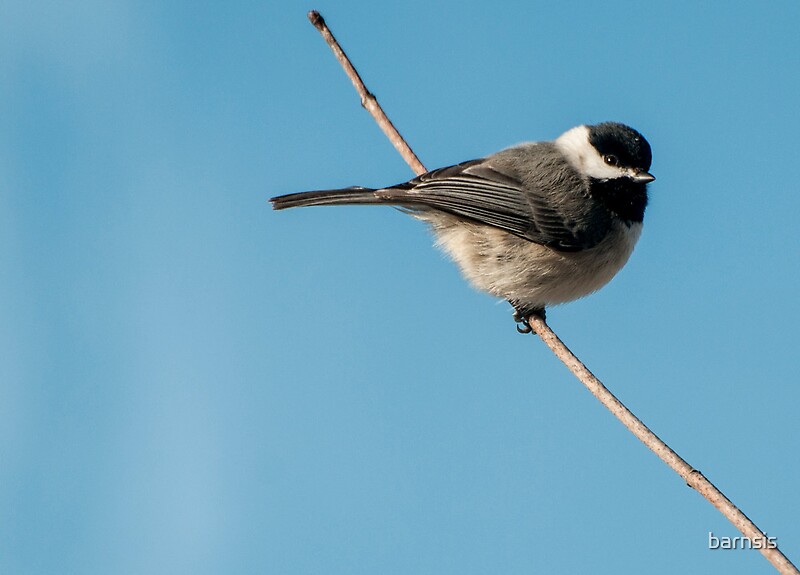 "Cold Little Chickadee" by barnsis | Redbubble