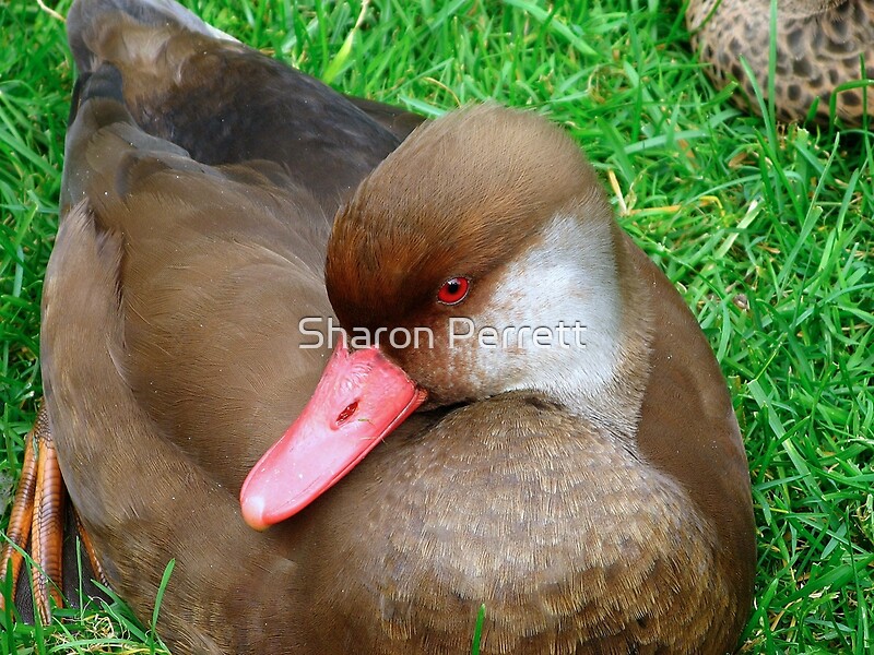 "Red Eyed Duck" by Sharon Perrett | Redbubble