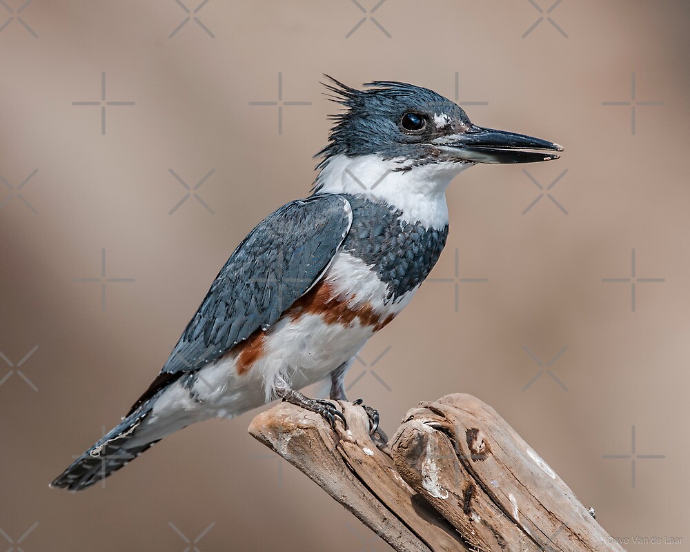 "Female Belted Kingfisher" by (Tallow) Dave Van de Laar | Redbubble