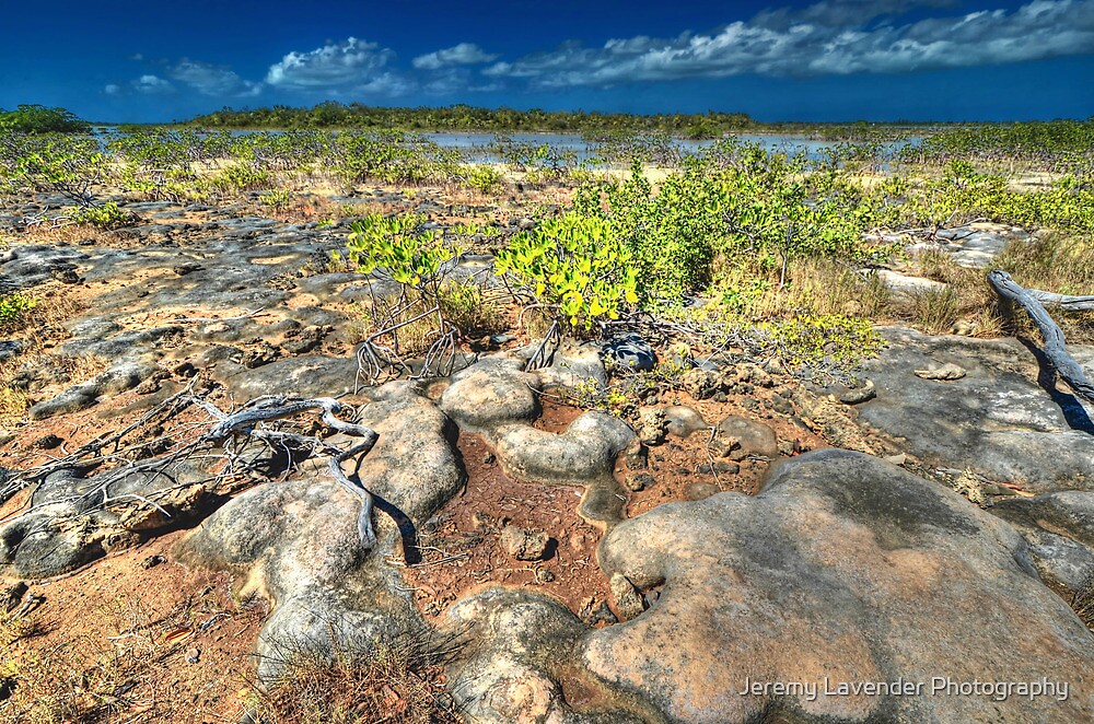 "Mangroves in the South Area of Nassau, The Bahamas" by Jeremy Lavender ...
