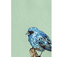 "Blue Bird" by Calum Margetts Illustration | Redbubble