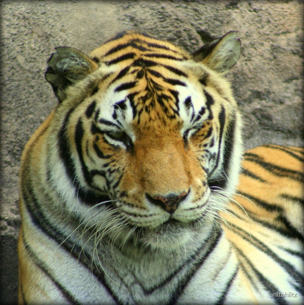 "Winking Tiger" by anitahiltz | Redbubble