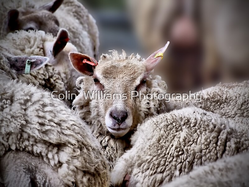 "Sheep !!" by Colin Williams Photography | Redbubble