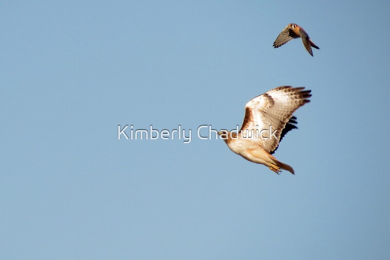 "Red-tailed Hawk vs. American Kestrel " by Kimberly Chadwick | Redbubble