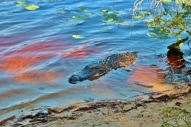 "Good Morning Alligator" by Cynthia48 | Redbubble