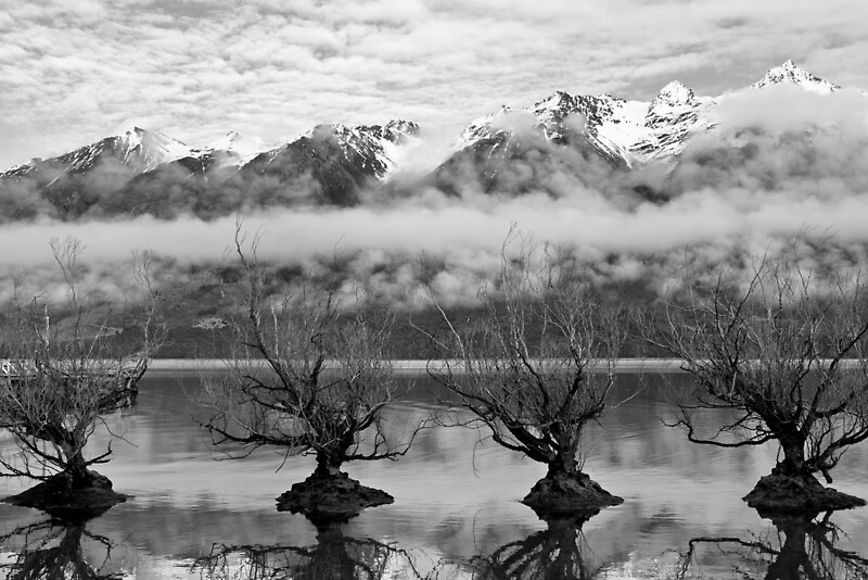 "Floating Trees on the Lake (Glenorchy, NZ) " by Tom Slowinski | Redbubble