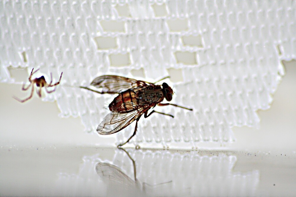 "Not I said the Spider to the Fly" by Rodney Fagan | Redbubble