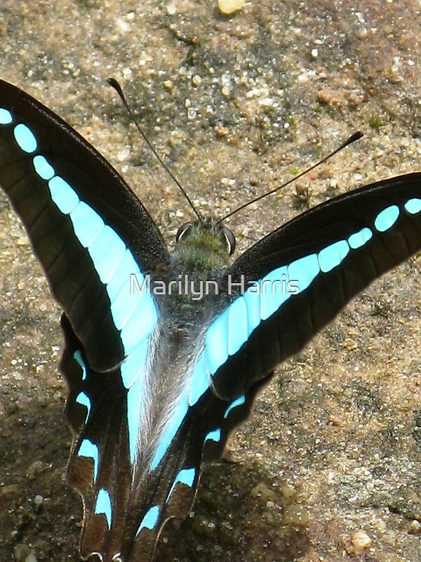 "Blue Triangle Butterfly - A Closer View" by Marilyn Harris | Redbubble