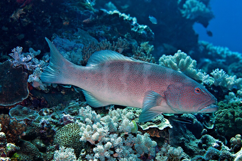 "Leopard coral grouper (or coral trout)" by David Wachenfeld | Redbubble