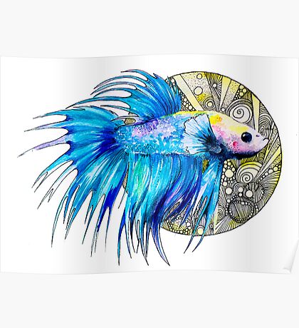 Betta Fish: Posters | Redbubble