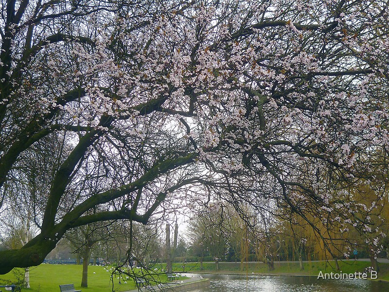 "Cherry Tree Early Blossoms" by Antoinette B | Redbubble