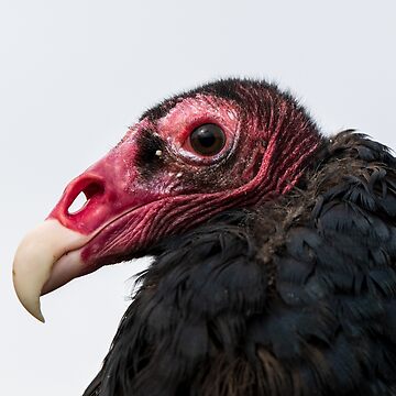 Poster for Sale mit "Assgeier" von Greg Birkett | Redbubble