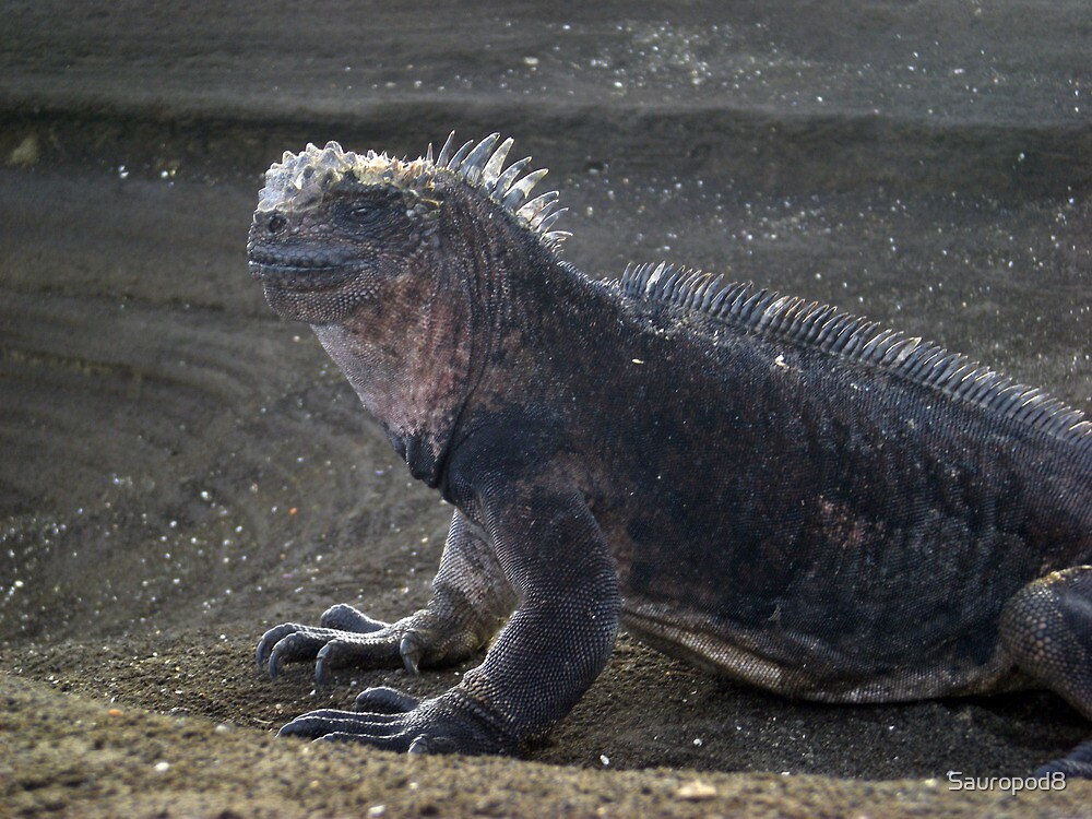 "Modern Day Godzilla [Marine Iguana]" by Sauropod8 | Redbubble