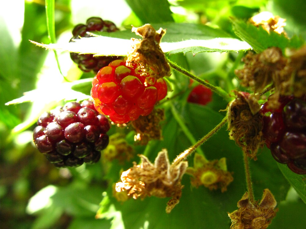 "Brambles" by Stephen Oravec | Redbubble