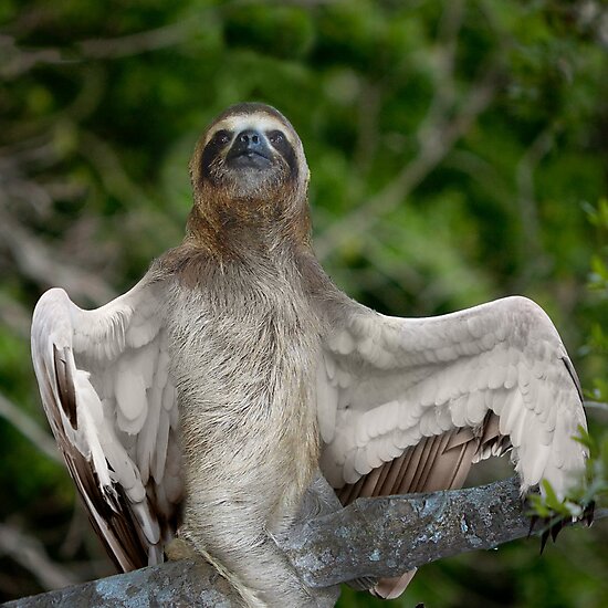 "The winged sloth" Photographic Print by Felfriast | Redbubble