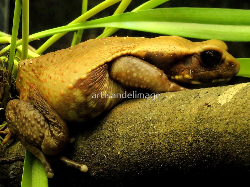 "Batrachian" by artisandelimage | Redbubble