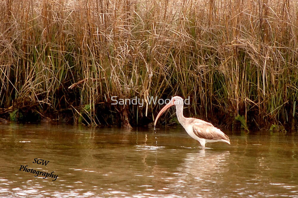 "Hatteras Fisherman" by Sandy Woolard | Redbubble