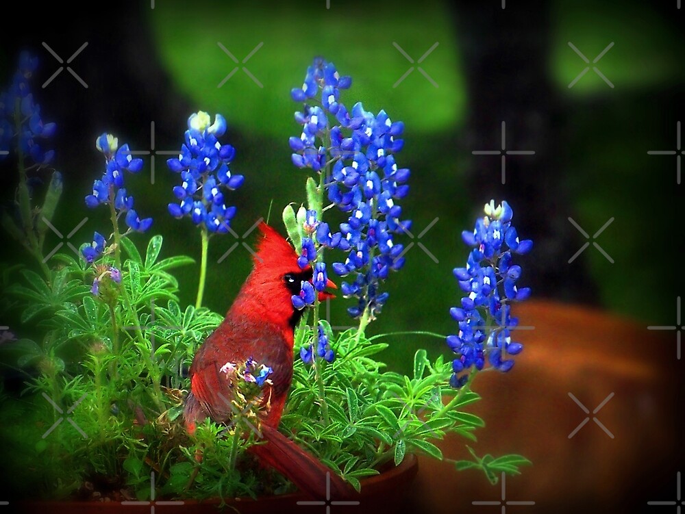 "Cardinal In The Bluebonnets" by Penny Odom | Redbubble
