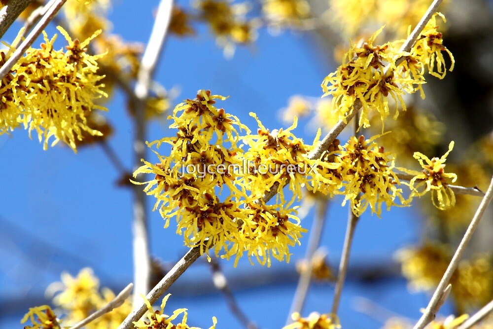 "Yellow tree/buds/flowers" by joycemlheureux | Redbubble