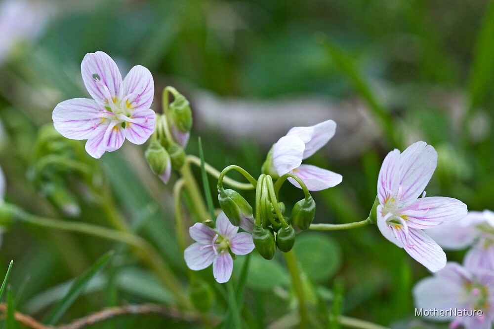 "Carolina Spring Beauty - Wide-leaved Spring Beauty - Claytonia ...