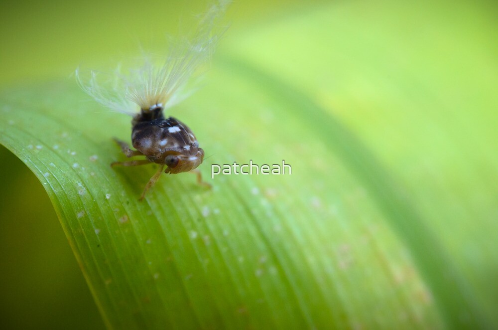"Fluffy Bum (passionvine hopper)" by patcheah | Redbubble