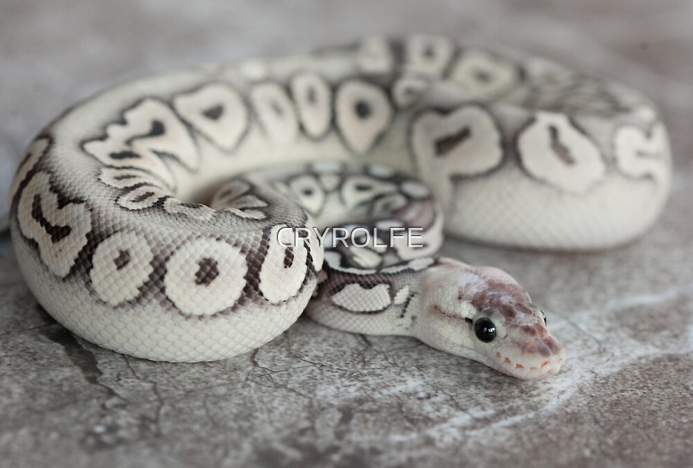 "BALL PYTHON - SILVER STREAK" by CRYROLFE | Redbubble