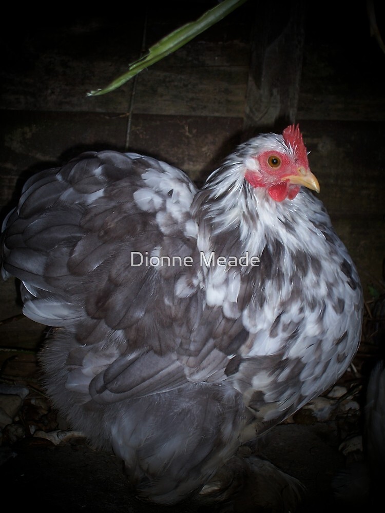 "Blue Mottled Pekin Bantam" by Dionne Meade | Redbubble