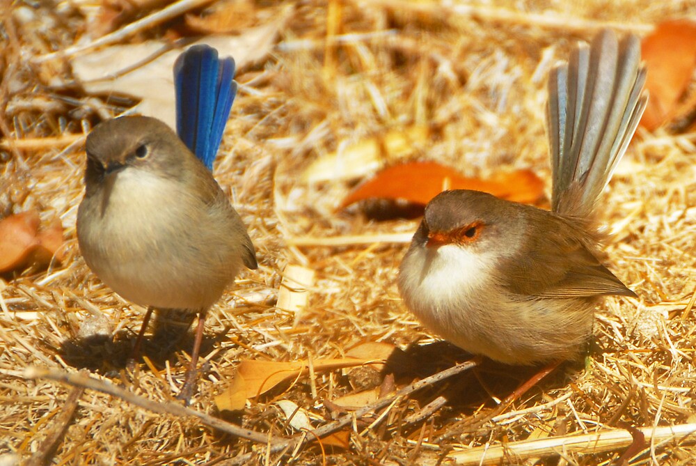 "Male and Female Blue Wrens Dance with me" by Glen Johnson | Redbubble
