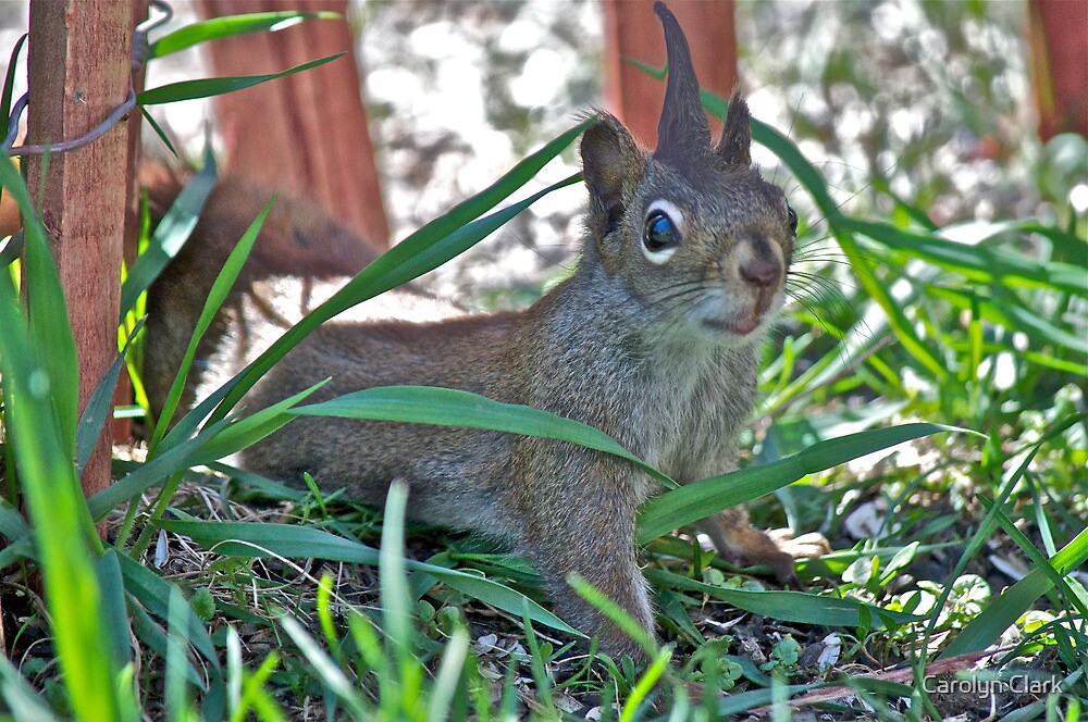 "The Great Horned Squirrel" by Carolyn Clark | Redbubble