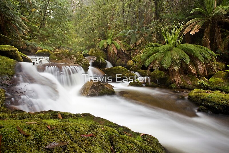 "Tanjil River West Branch" by Travis Easton | Redbubble