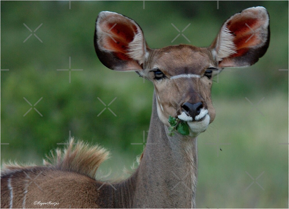 "FEMALE KUDU – TRAGELAPHUS – Strepsiceros – KOEDOE OOI" by Magriet ...