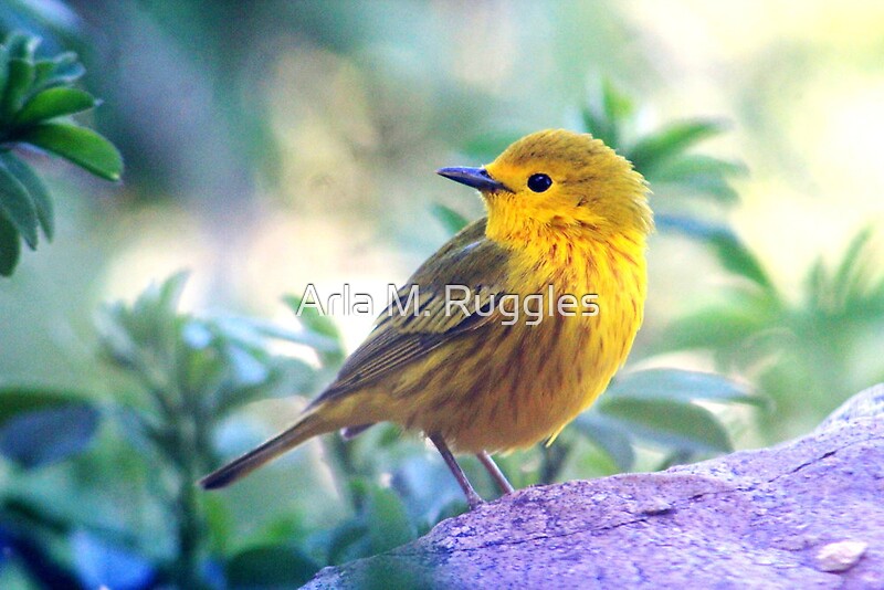 "Mellow Yellow Fellow" by Arla Ruggles | Redbubble