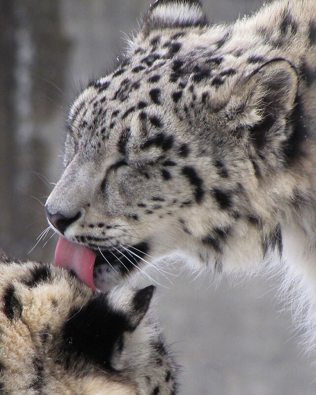 "Snow Leopard Love" by caybeach | Redbubble