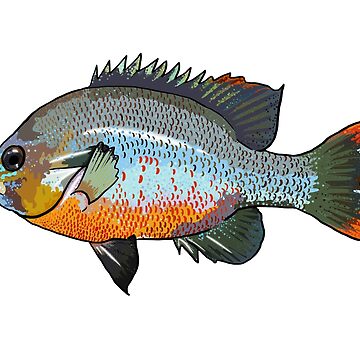 "Redbreast Sunfish" Sticker for Sale by annabeloutdoors | Redbubble