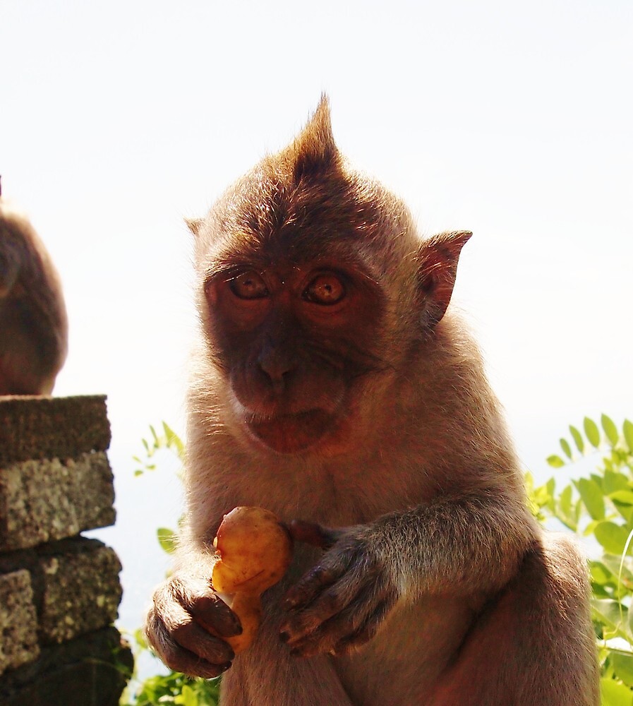 "Punk Monkey" by Michael Colarossi | Redbubble