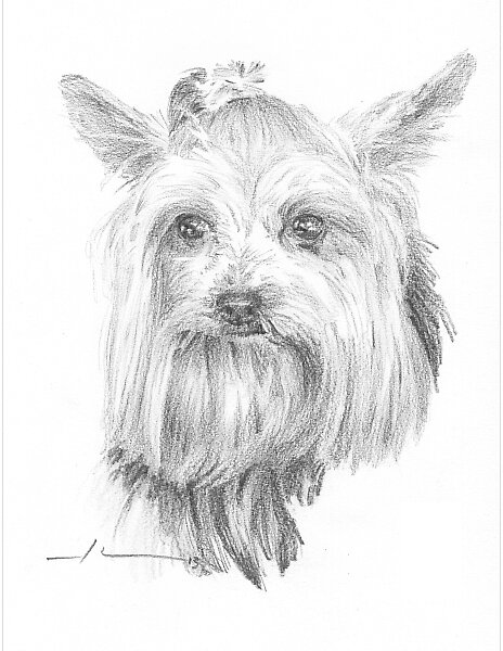 "Yorkie dog drawing" by mike theuer | Redbubble