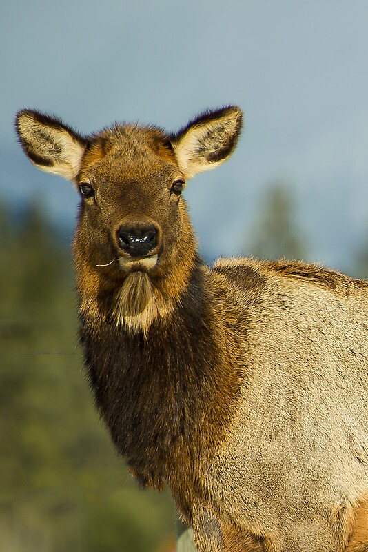 "Elk Stare Down" by lincolngraham | Redbubble