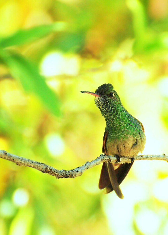 "Berylline Hummingbird Perched" by K D Graves Photography | Redbubble