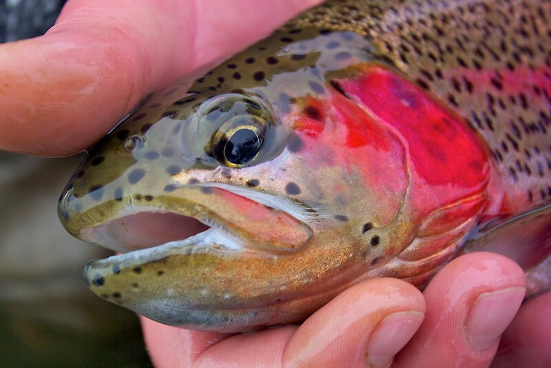 "Rainbow Trout Face" by 1KatieAnderson | Redbubble