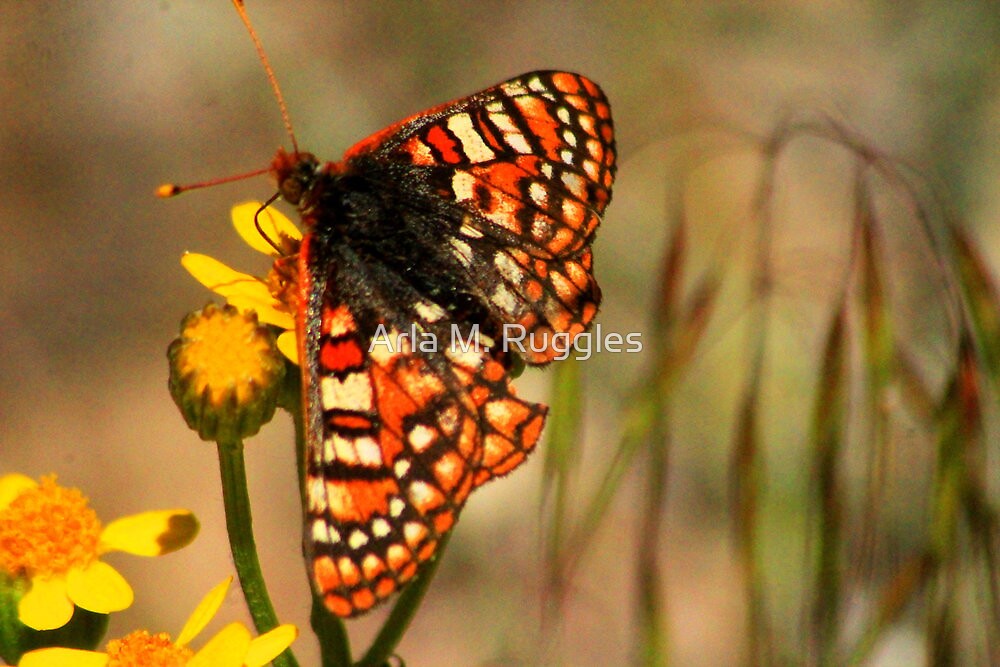 "Akilter" by Arla Ruggles | Redbubble