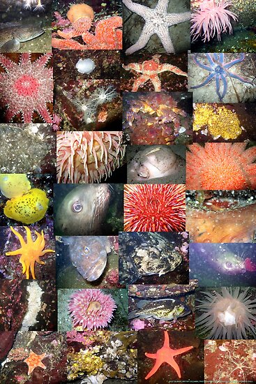 "Pacific Northwest Marine Life Collage (portrait)" Posters by ...
