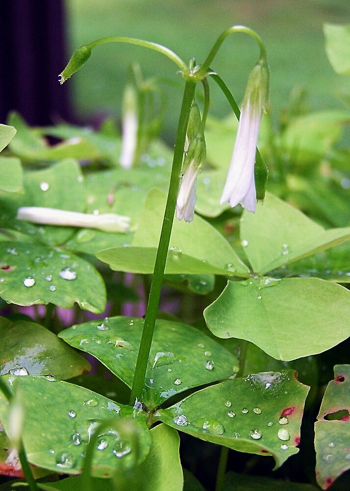 "~ Shamrock After The Rain ~" by Brion Marcum | Redbubble