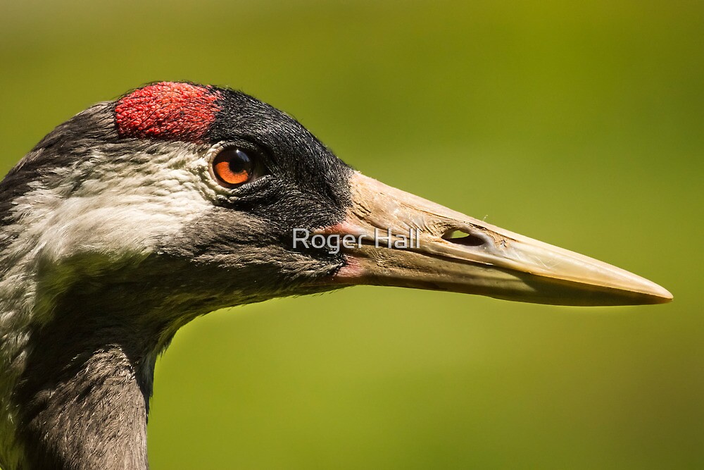 "Crane" by Roger Hall | Redbubble
