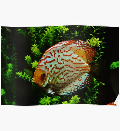 Discus Fish: Gifts & Merchandise | Redbubble