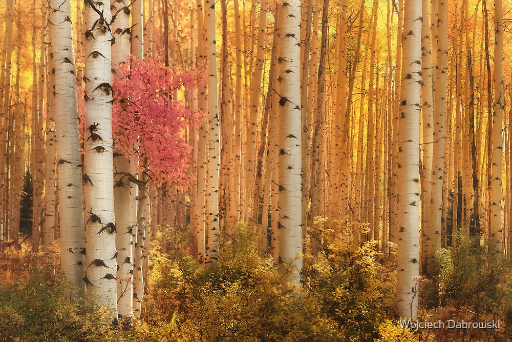 "Nature's Myriad Hues (Edited Version)" by Wojciech Dabrowski | Redbubble