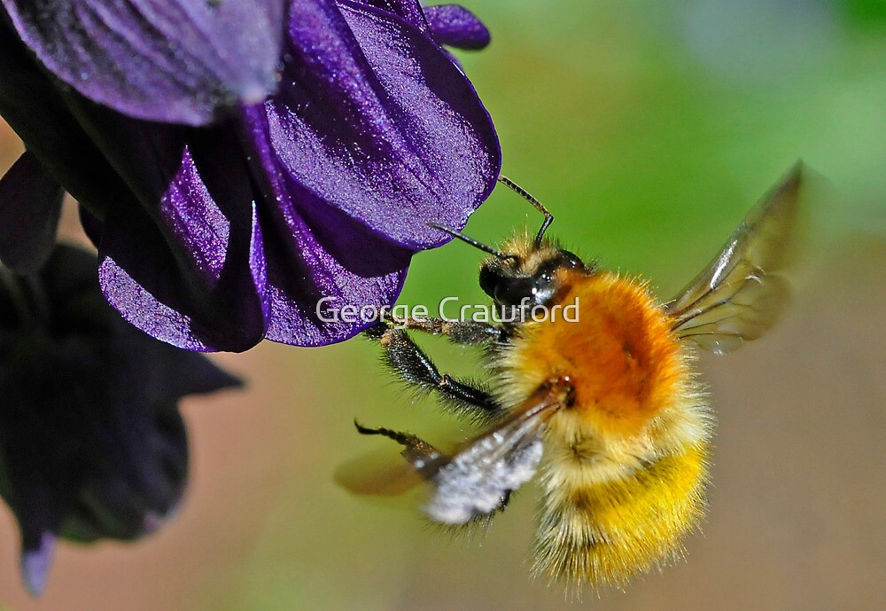 "A Bumblebee (Moss Carder bee (Bombus (Thoracombus) muscorum)" by ...